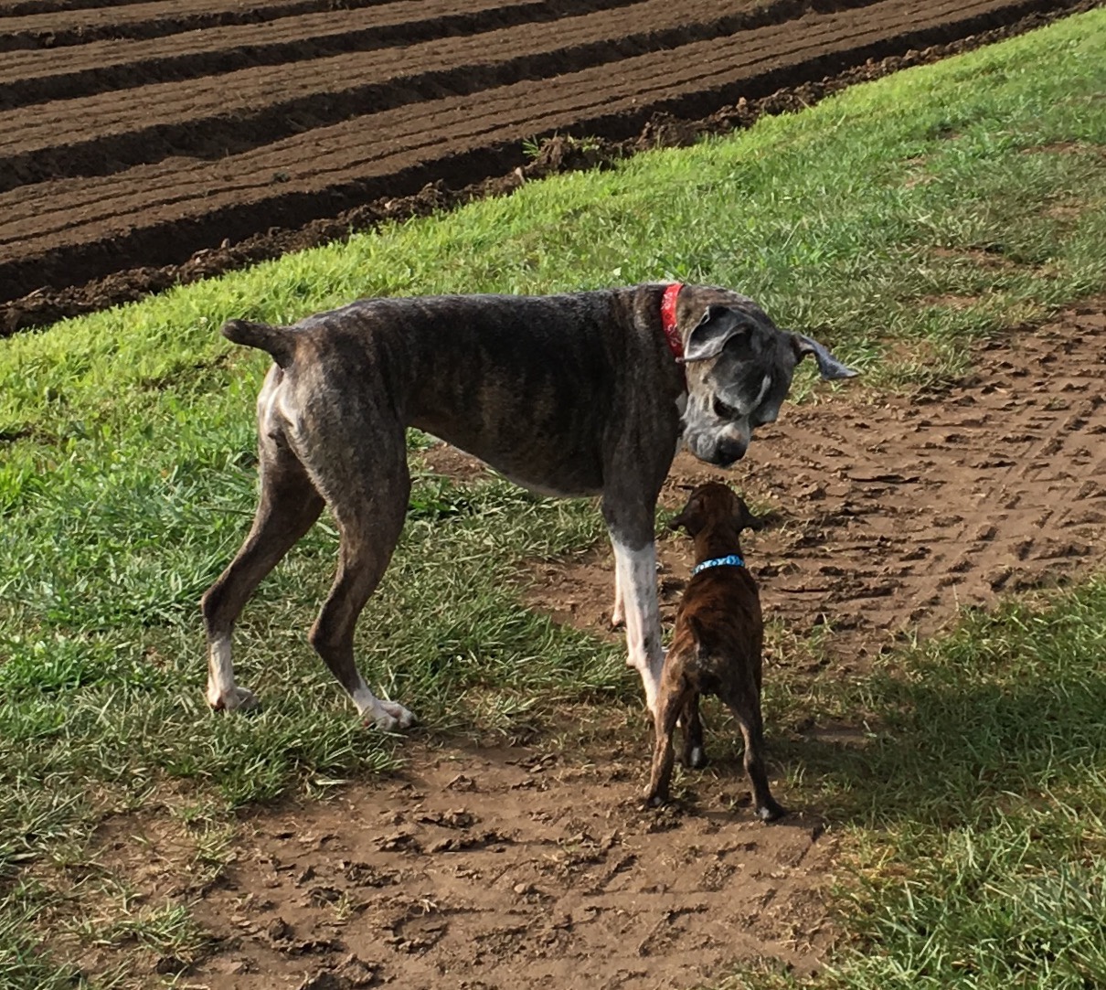 Our Modern Training Methods – Now And Zen Dog Training